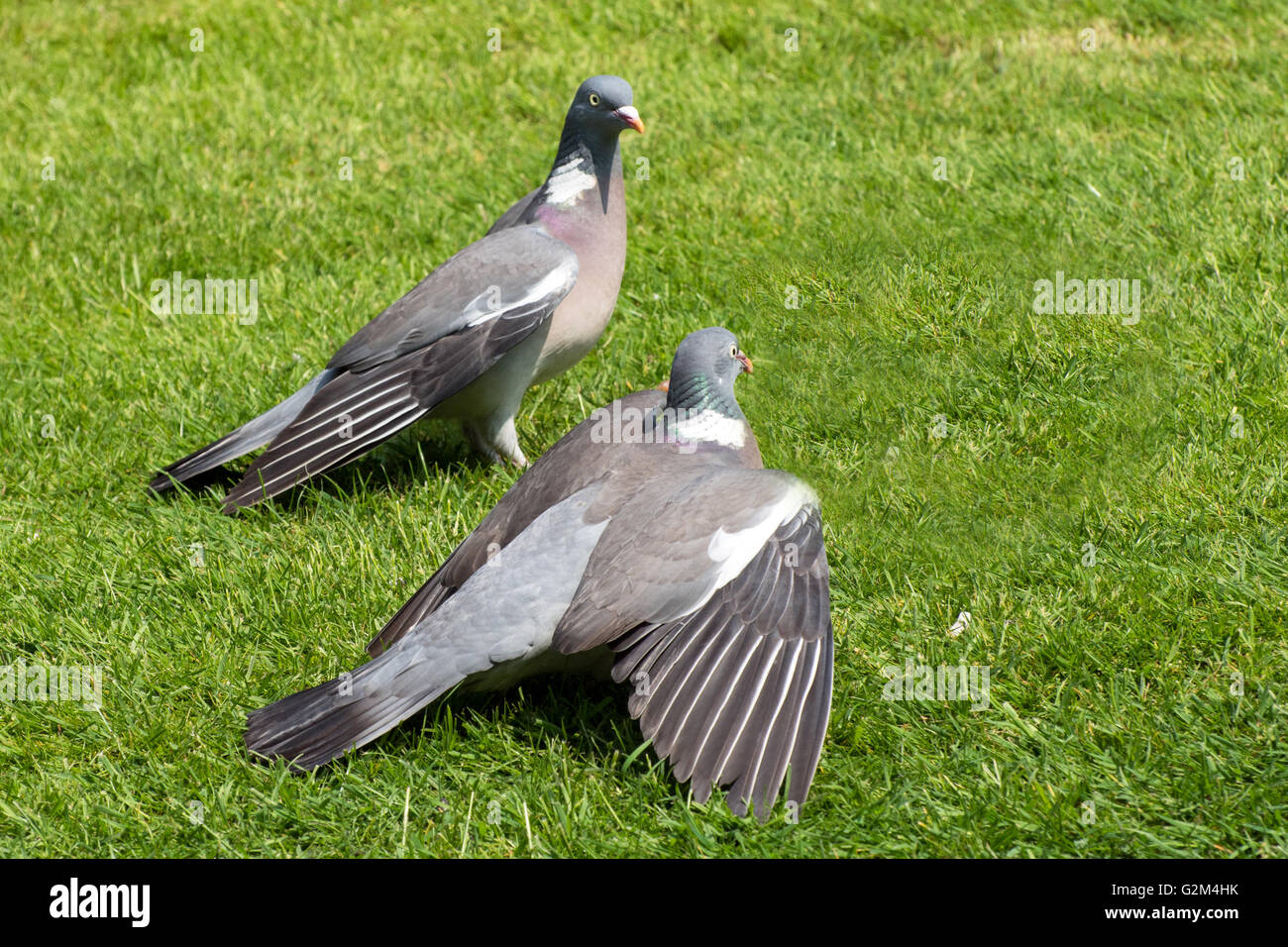 Two wood pigeons (Columba palumbus) side by side in an English garden ...