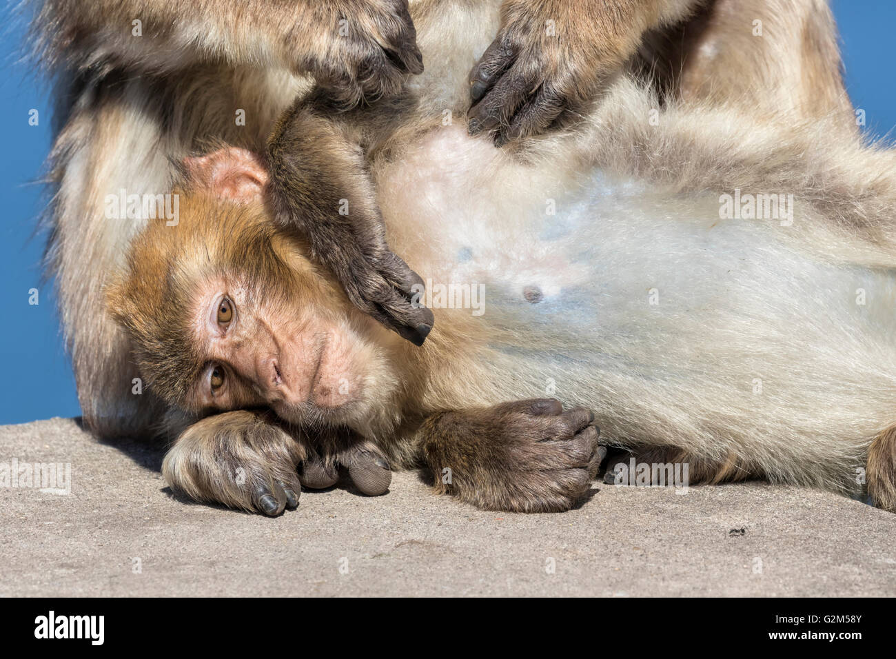 Affection ape hi-res stock photography and images - Alamy
