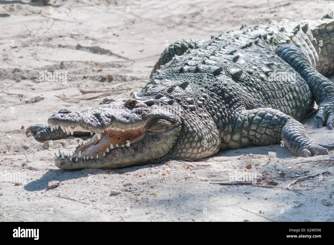 Florida alligator beach hi-res stock photography and images - Alamy