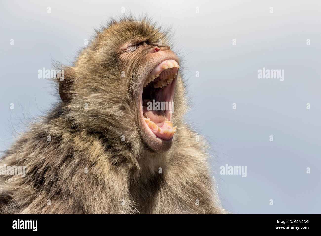 Gibraltar ape teeth hi-res stock photography and images - Alamy