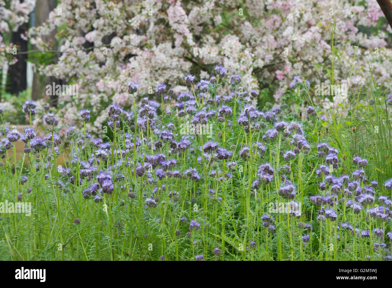Phacelia tanacetifolia flowering in hi-res stock photography and images ...