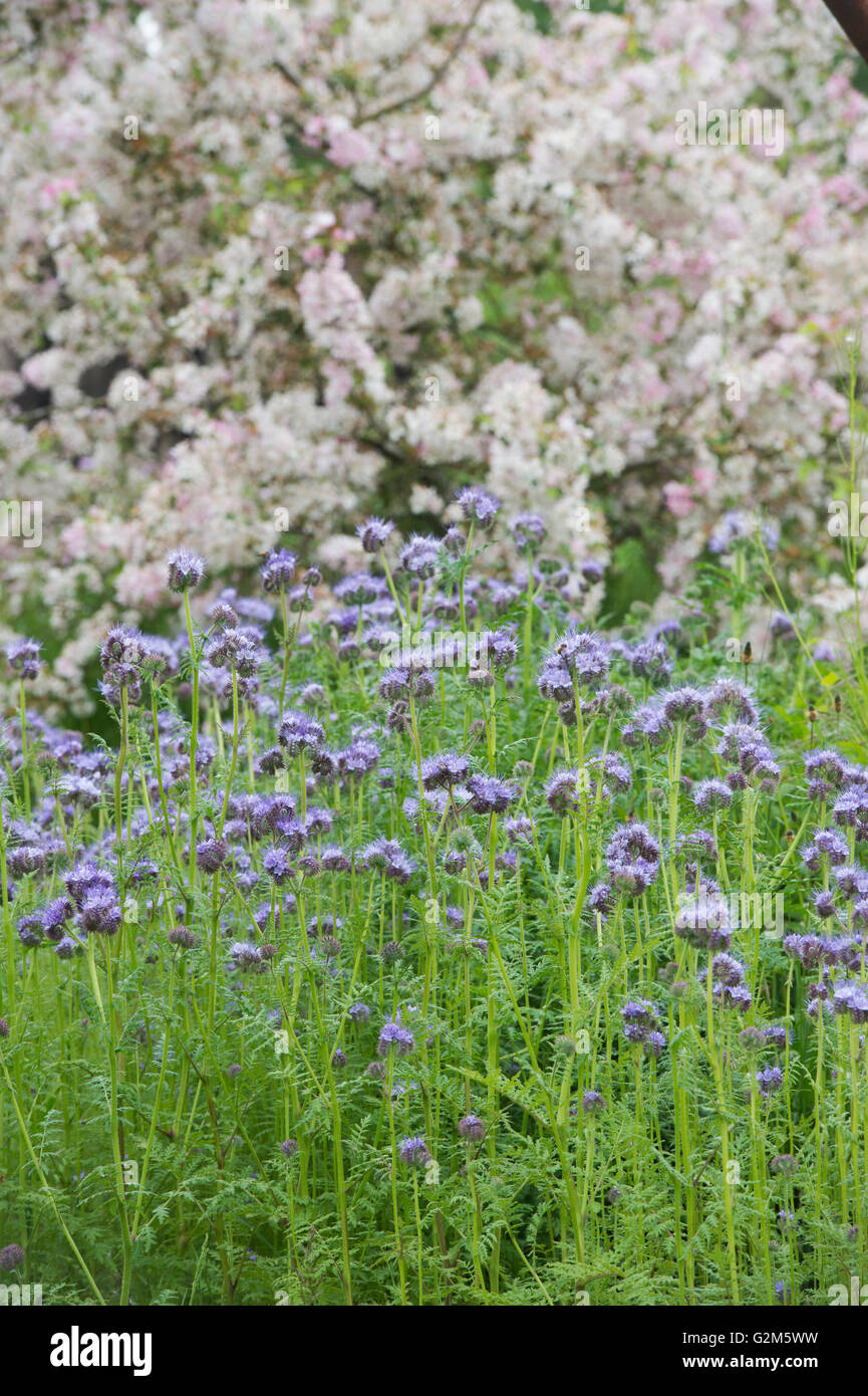 Phacelia Tanacetifolia. Fiddleneck Stock Photo - Alamy