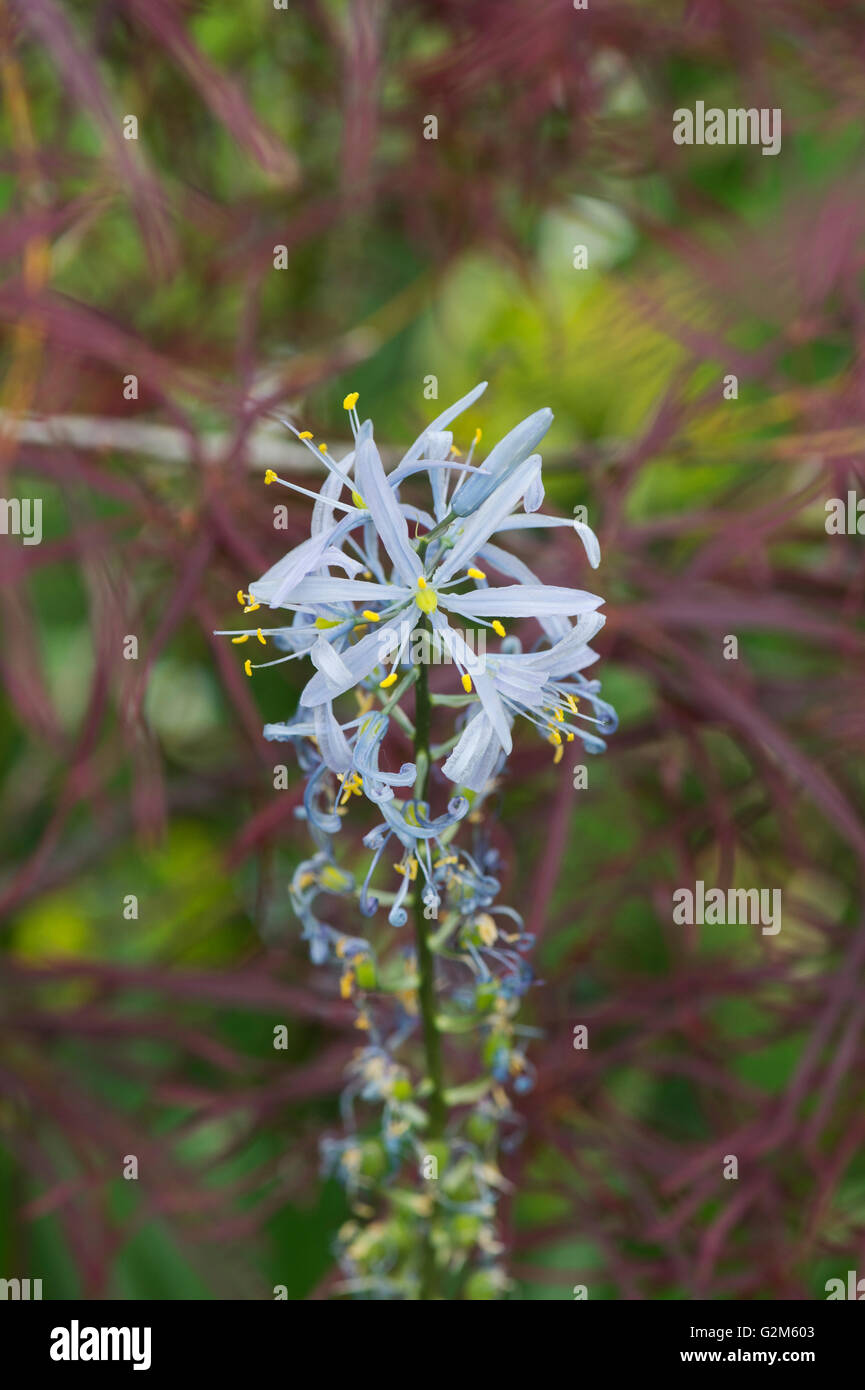 Camassia leichtlinii. Camas Quamash. Wild hyacinth flower Stock Photo ...