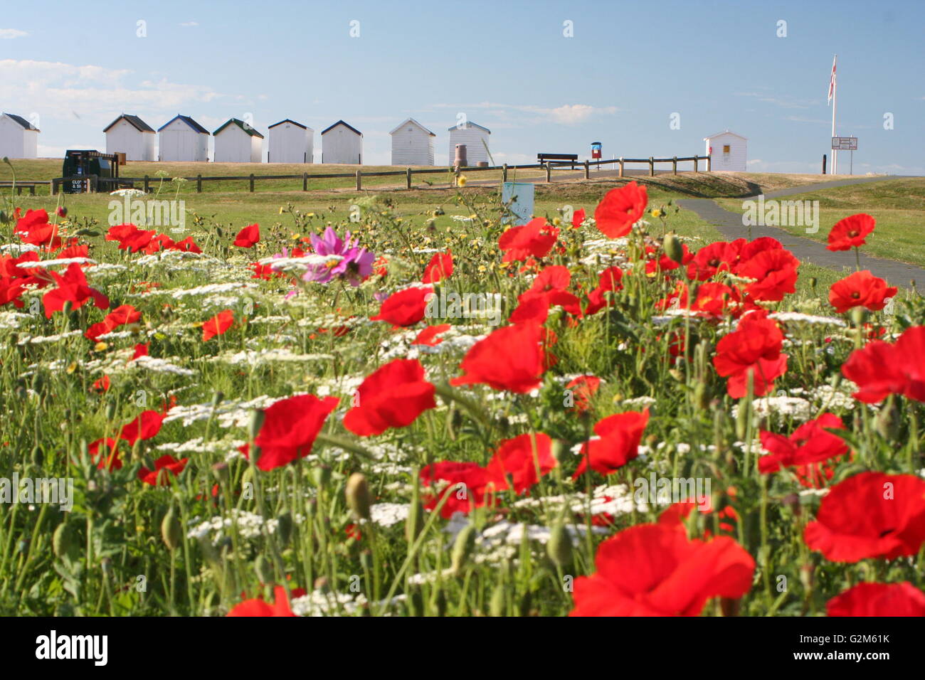 Pictures of poppies hi-res stock photography and images - Alamy