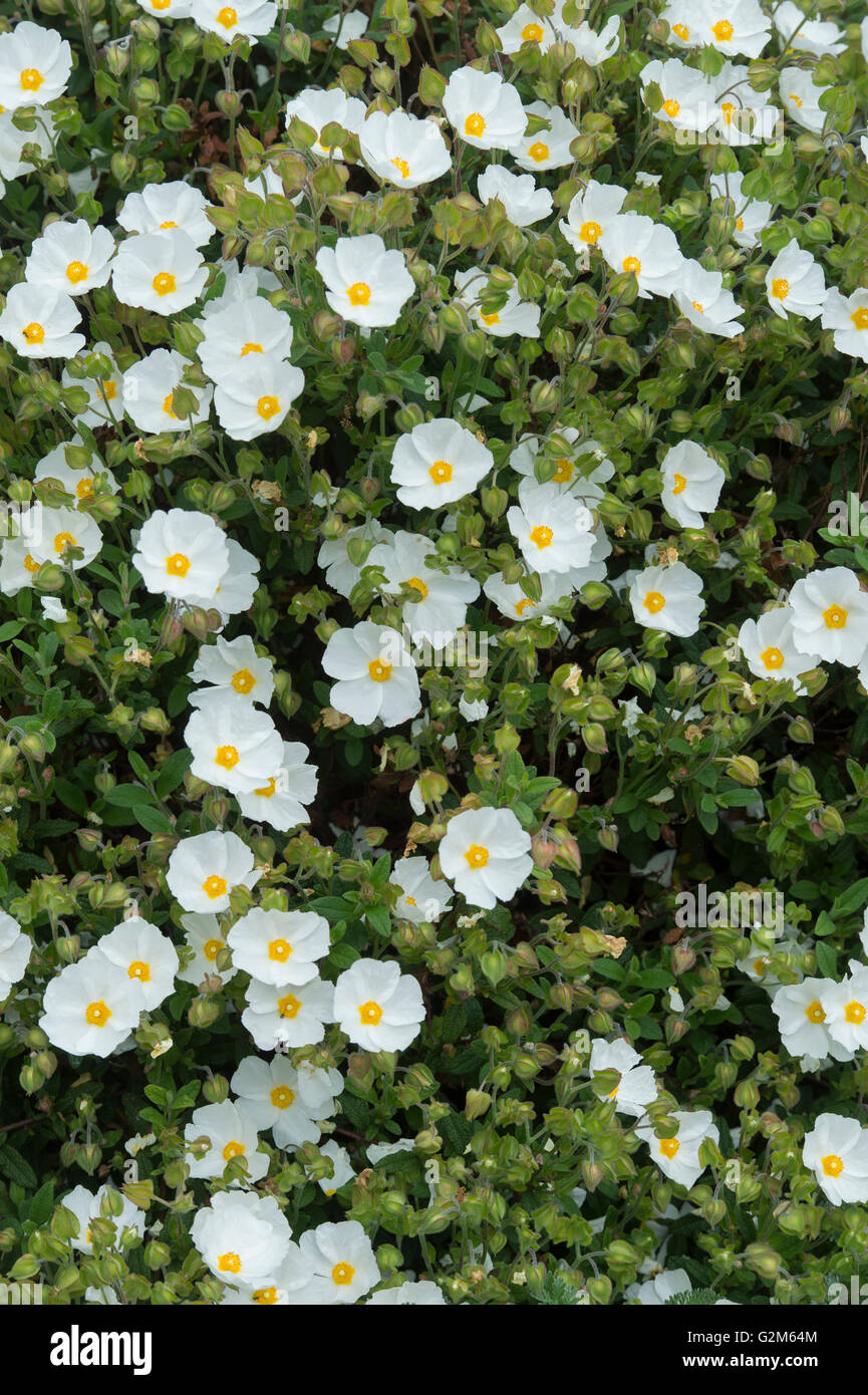 Cistus x obtusifolius thrive. Rock rose 'Thrive' flowers Stock Photo ...