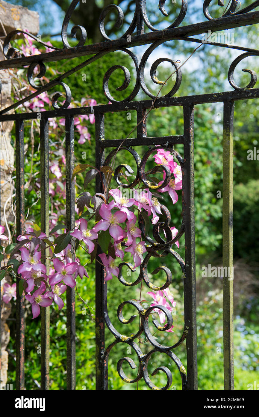 Clematis in flower on a wrought iron gate in Icomb, Cotswolds ...