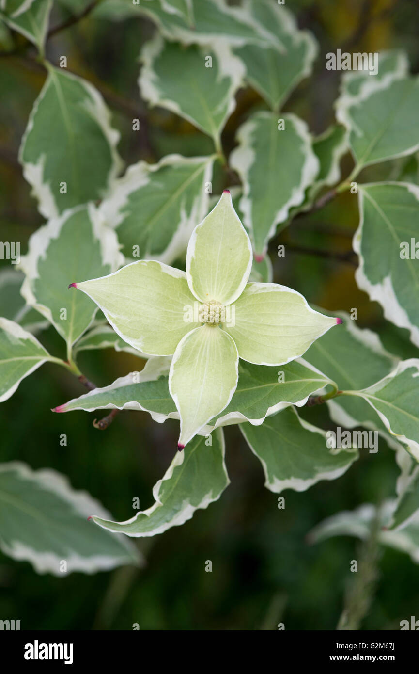 White dogwood trees hi-res stock photography and images - Alamy