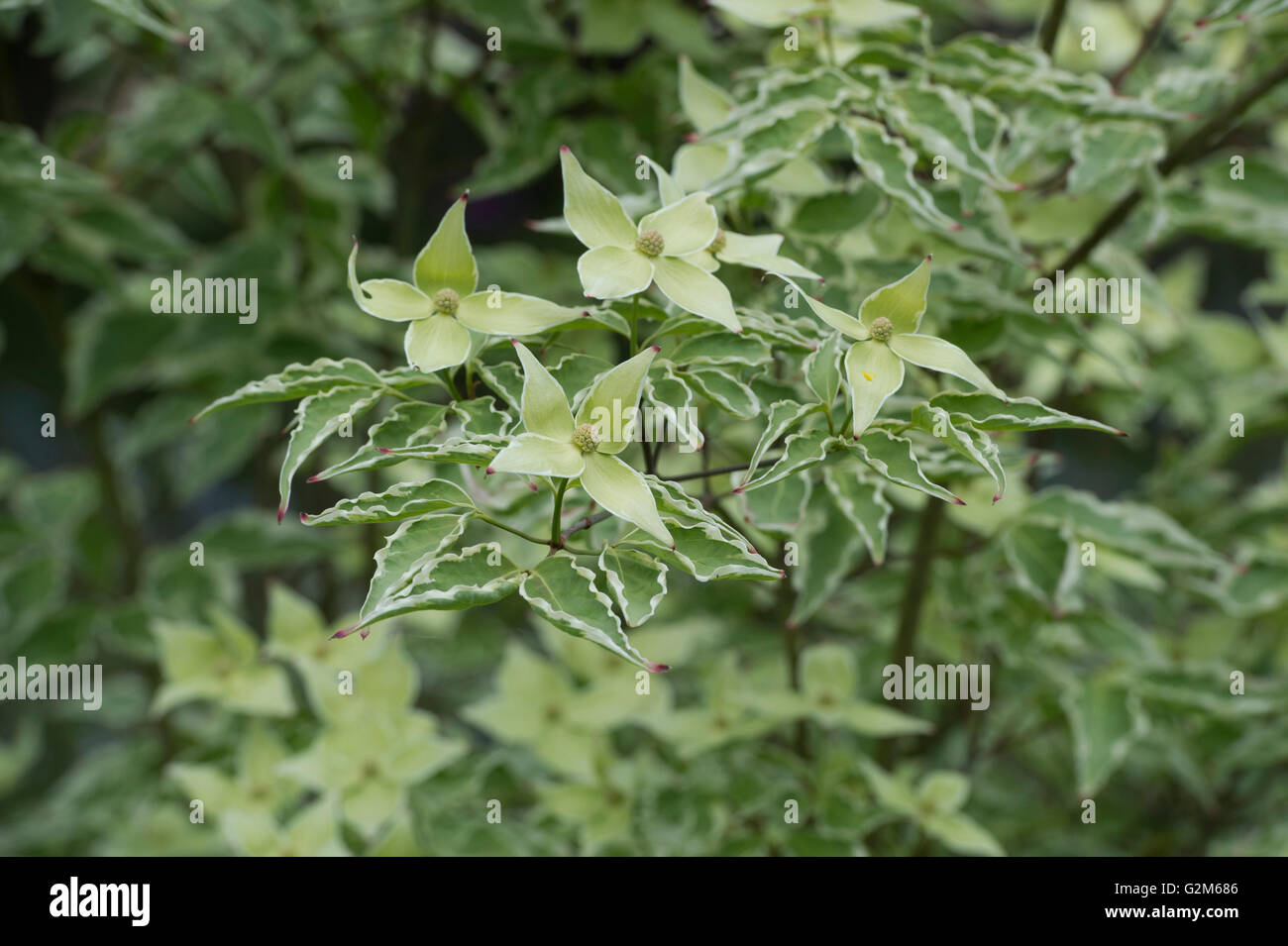 Cornus Kousa 'Samaritan'. Samaritan Chinese Dogwood tree in flower ...