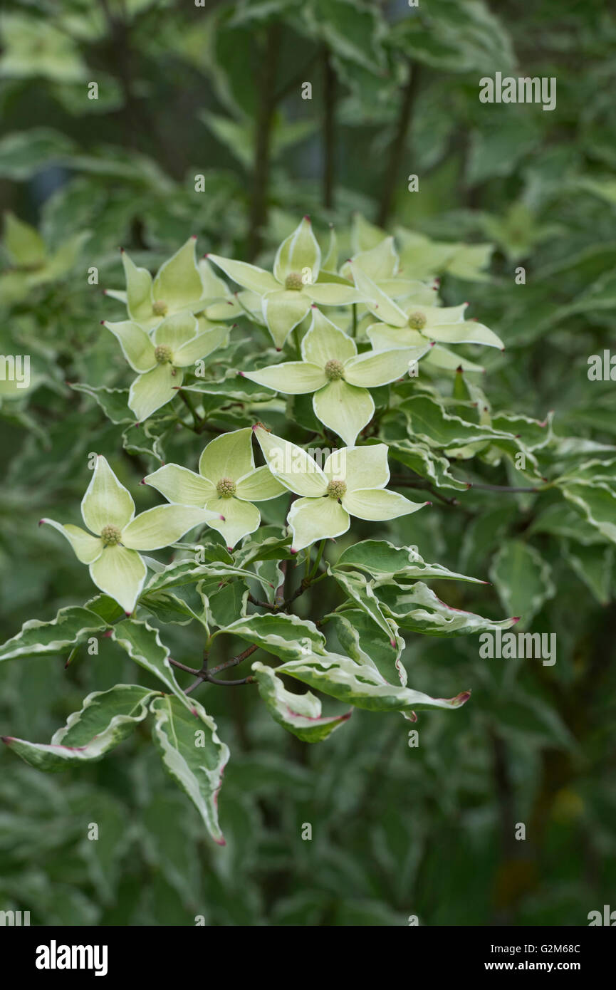 Cornus Kousa 'Samaritan'. Samaritan Chinese Dogwood tree in flower ...