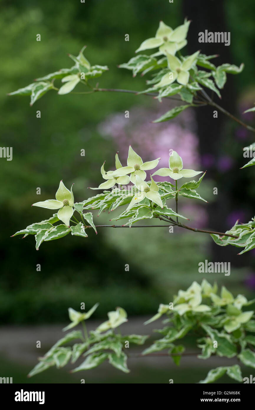 Cornus kousa samaritan hi-res stock photography and images - Alamy