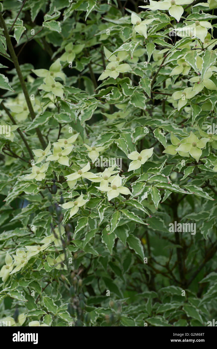 Cornus Kousa 'Samaritan'. Samaritan Chinese Dogwood tree in flower ...