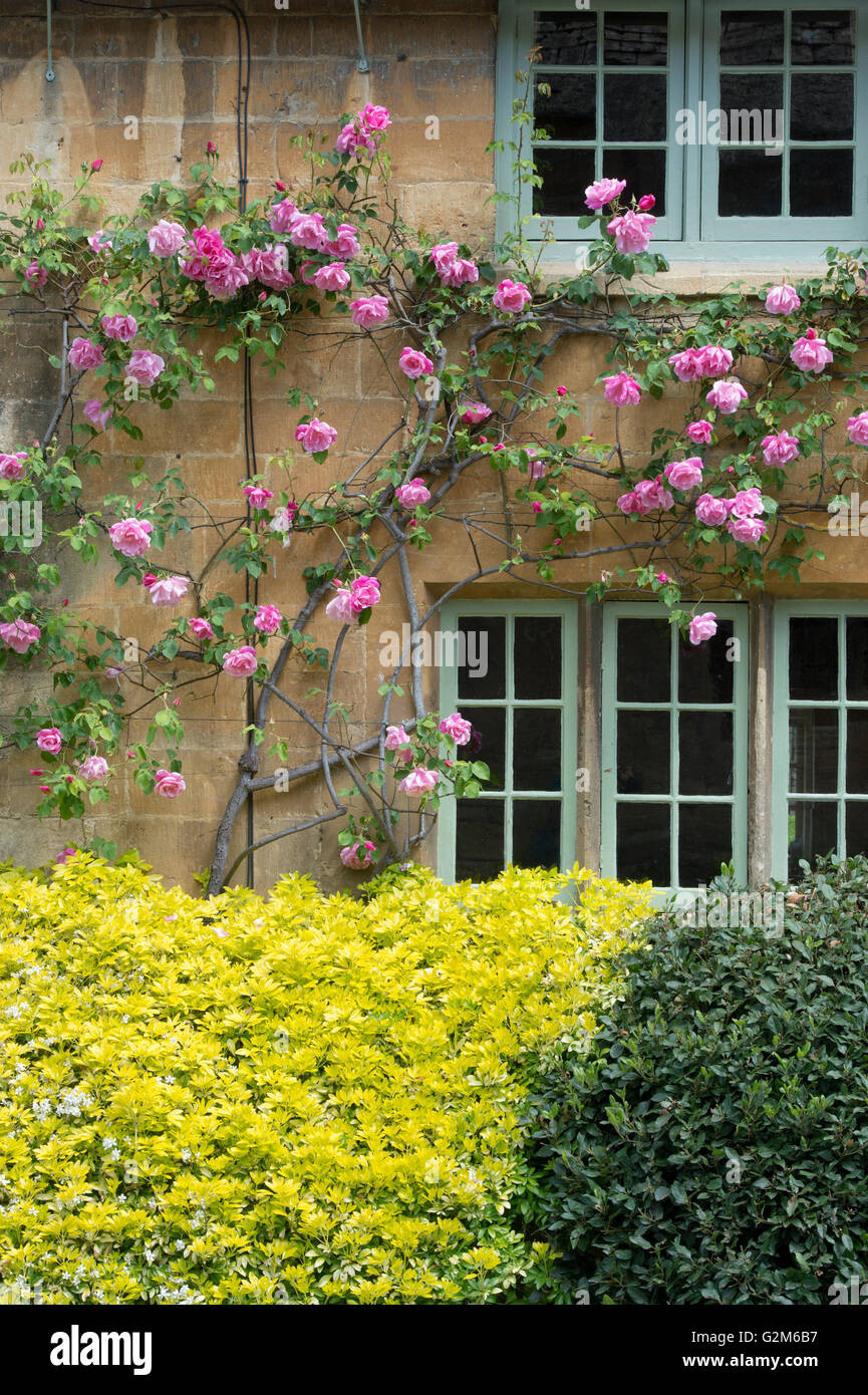 Cotswold stone cottage window surrounded with pink roses. Stanton ...