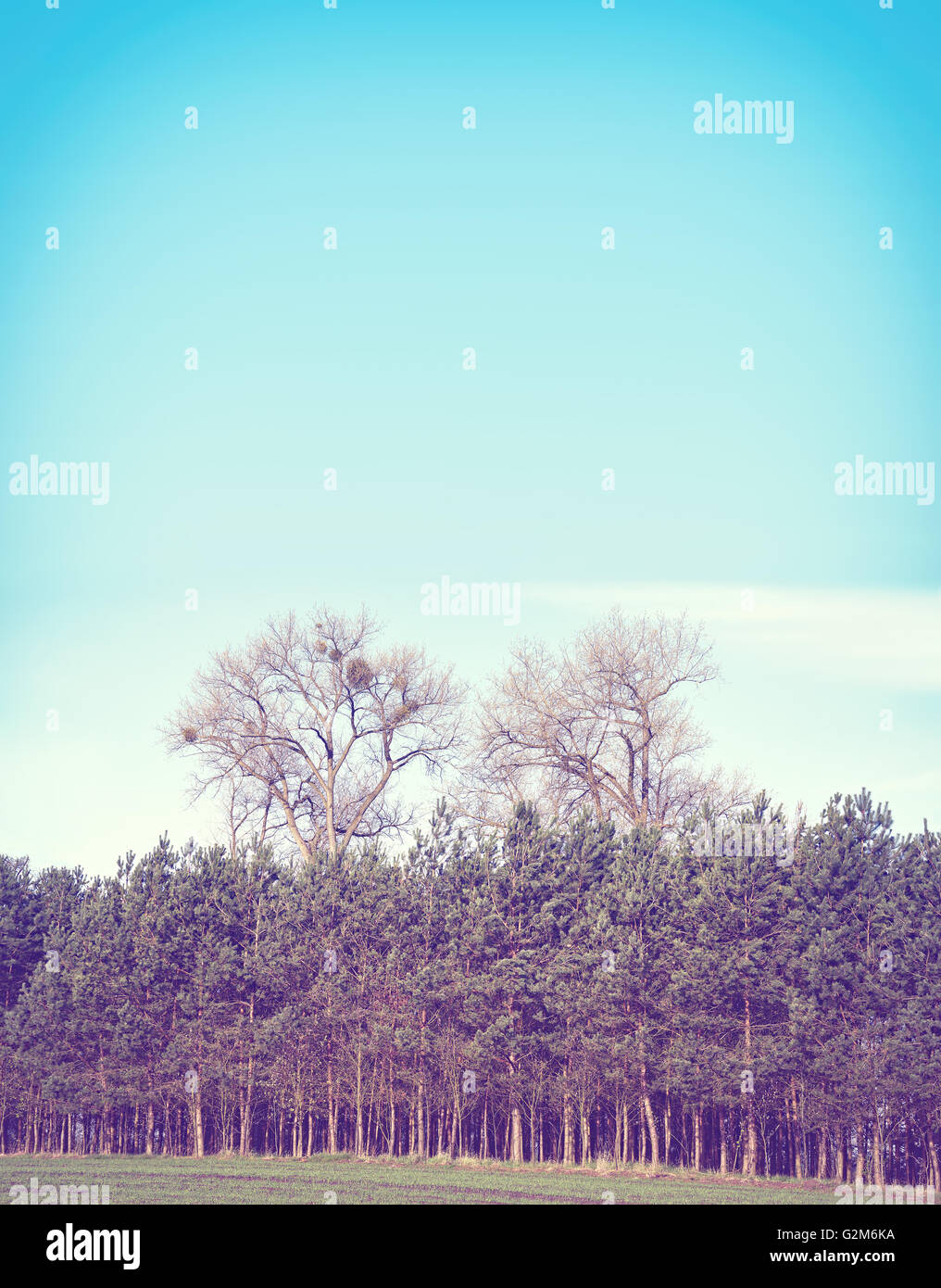 Retro toned trees against blue sky, nature background with copy space ...