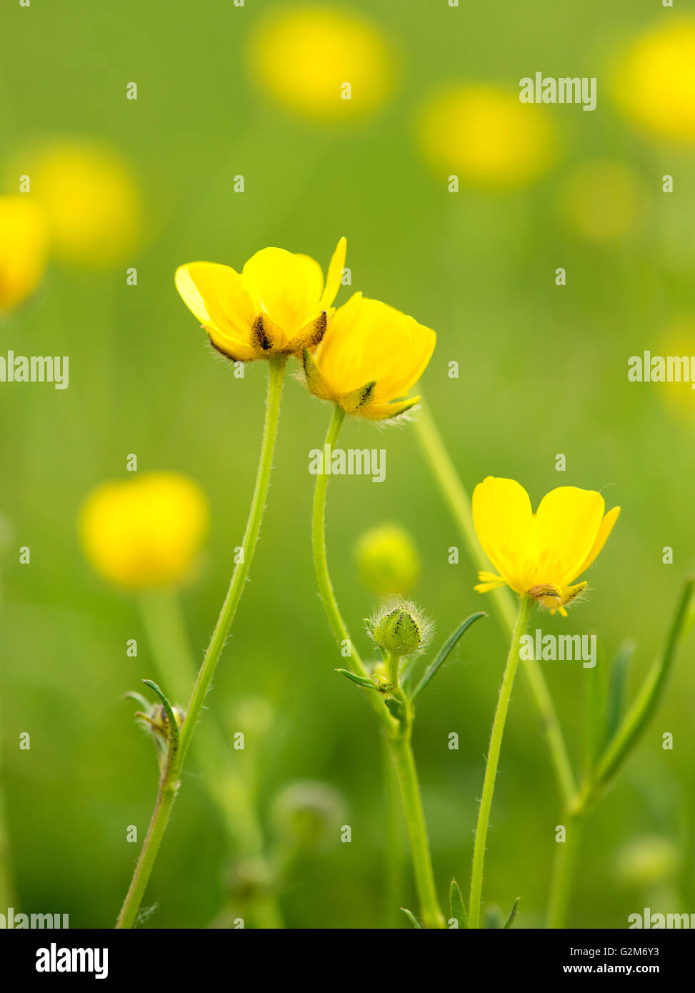 Selective flower hi-res stock photography and images - Alamy