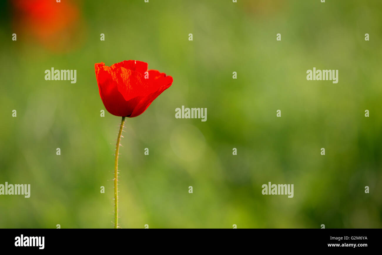 Black and white poppy field hi-res stock photography and images - Alamy