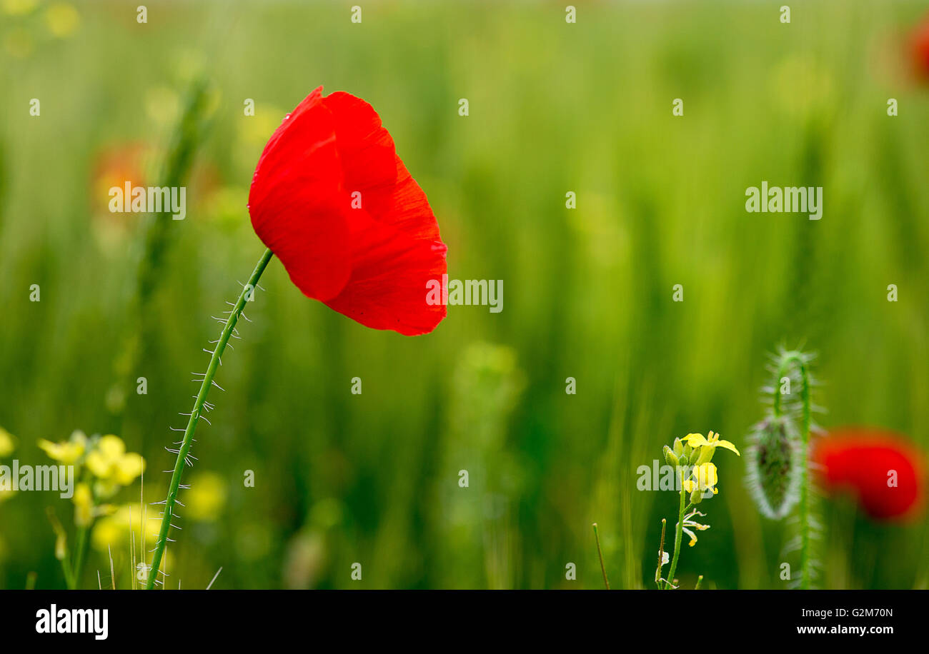 Wild poppy hi-res stock photography and images - Alamy