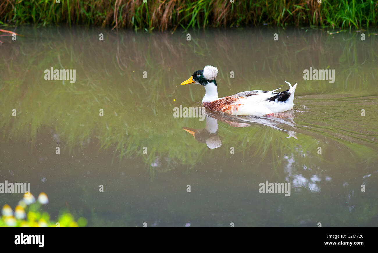 wild duck in the lake Stock Photo - Alamy