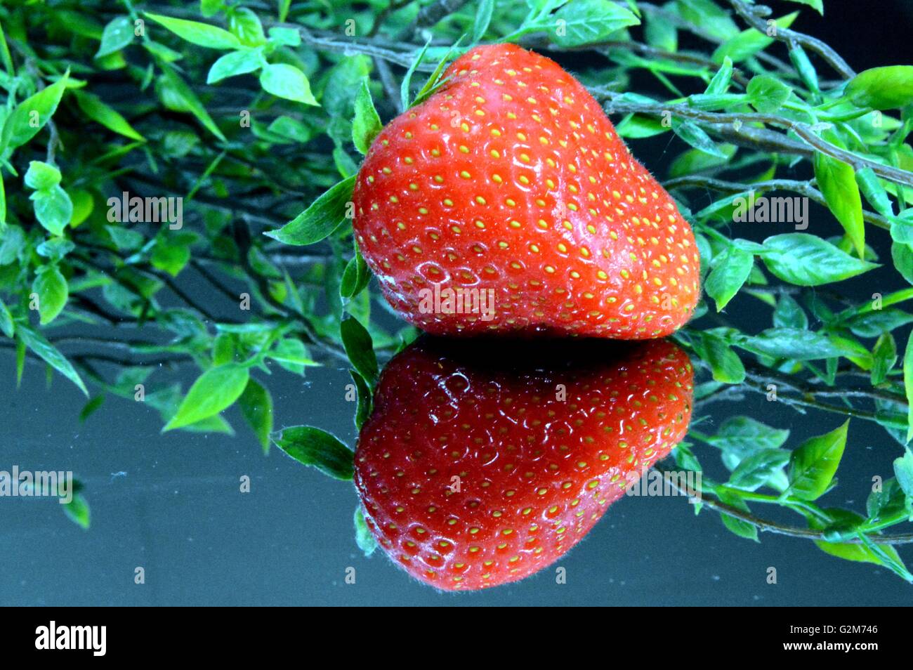 Very red strawberry slept on an ice with a reflection and a house plant ...