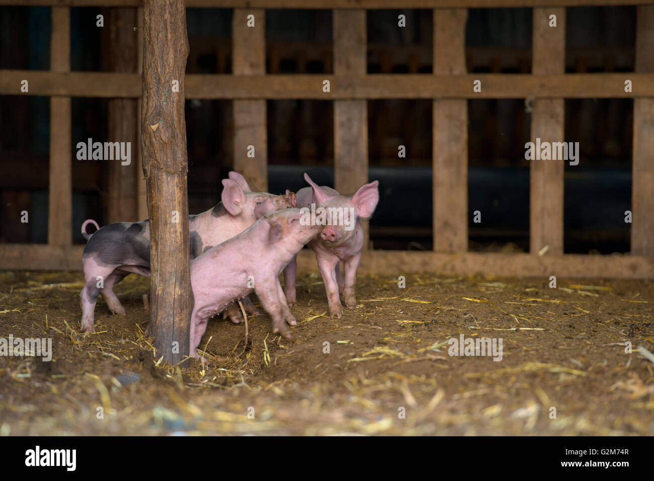 cute little piglets at farm Stock Photo - Alamy