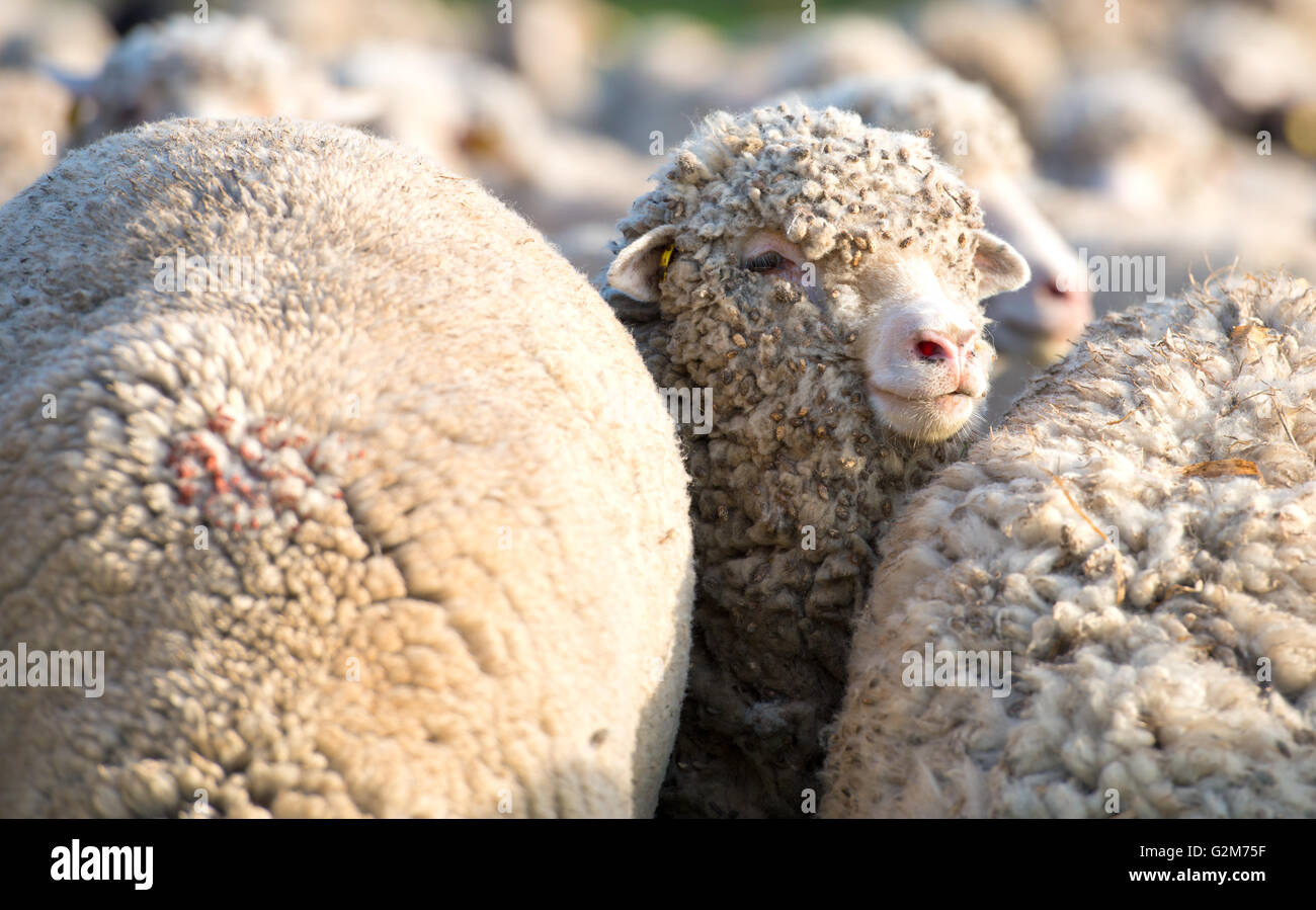 Individual sheep hi-res stock photography and images - Alamy