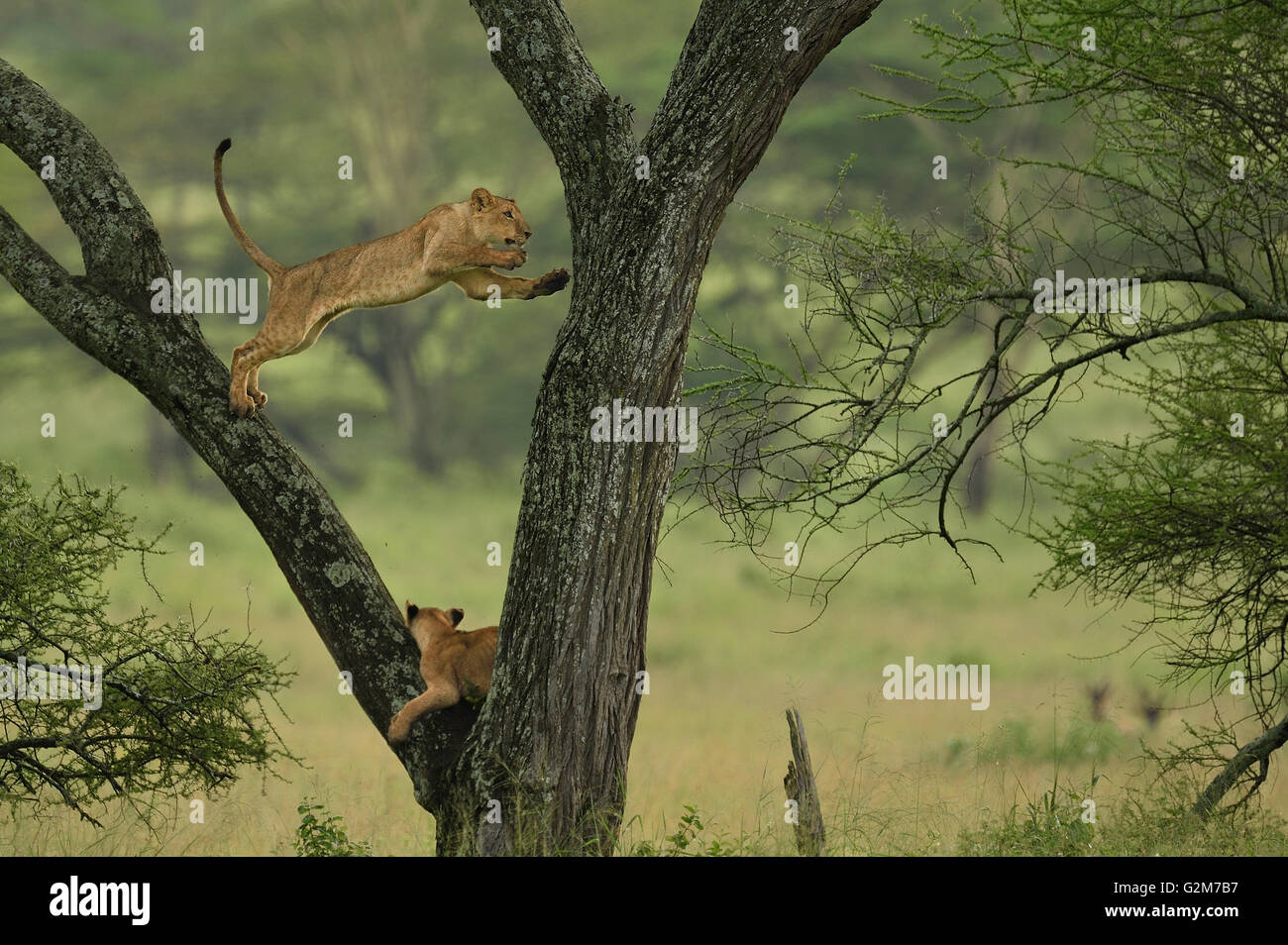 Animal leap hi-res stock photography and images - Alamy