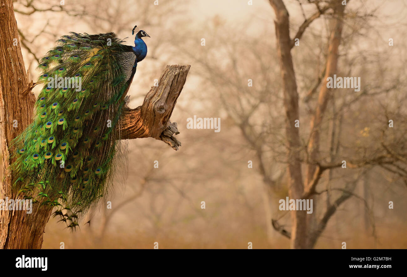 Peacock habitat hi-res stock photography and images - Alamy