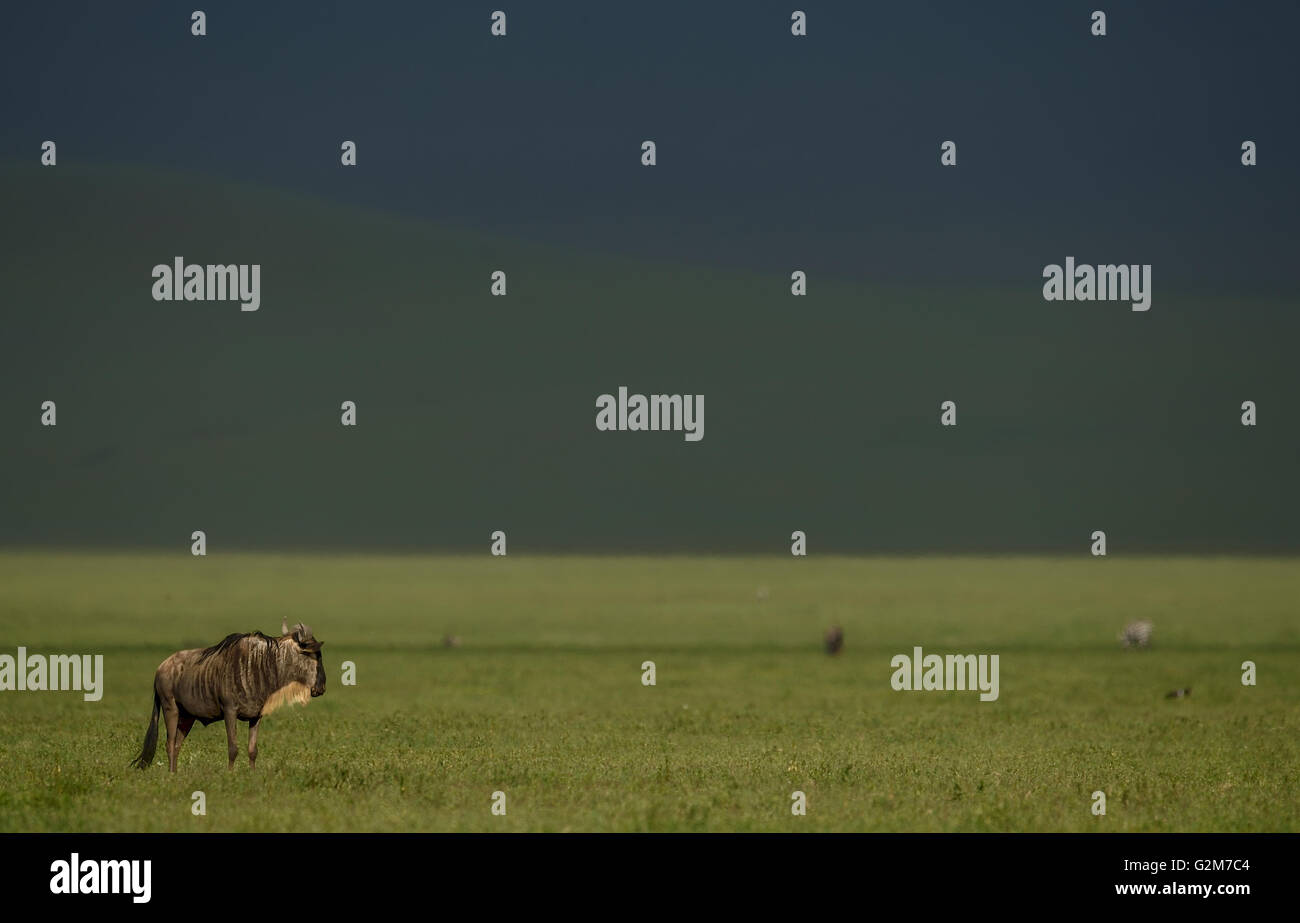 Wildscape hi-res stock photography and images - Alamy