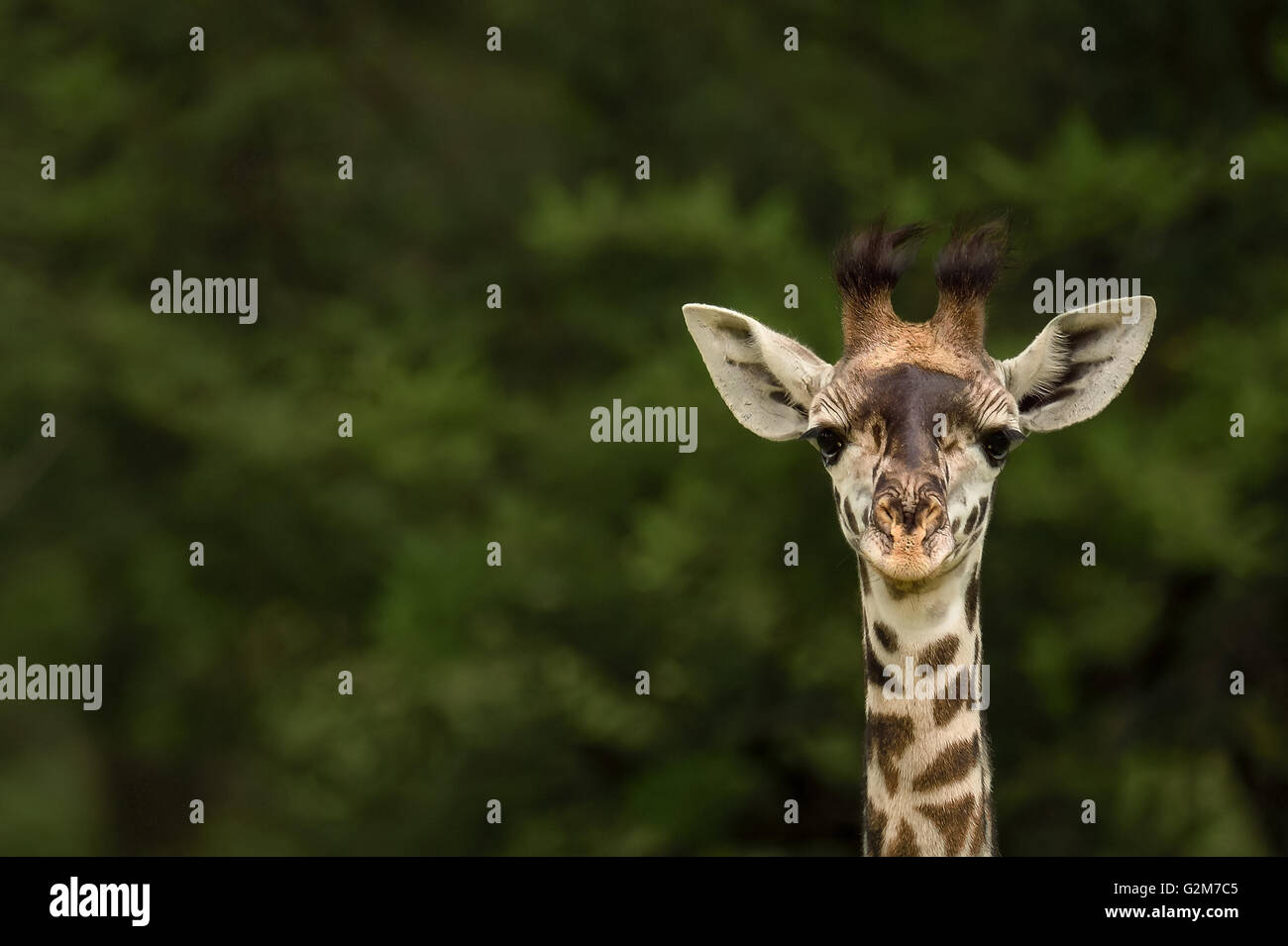A CUTE GIRAFFE ! Stock Photo - Alamy