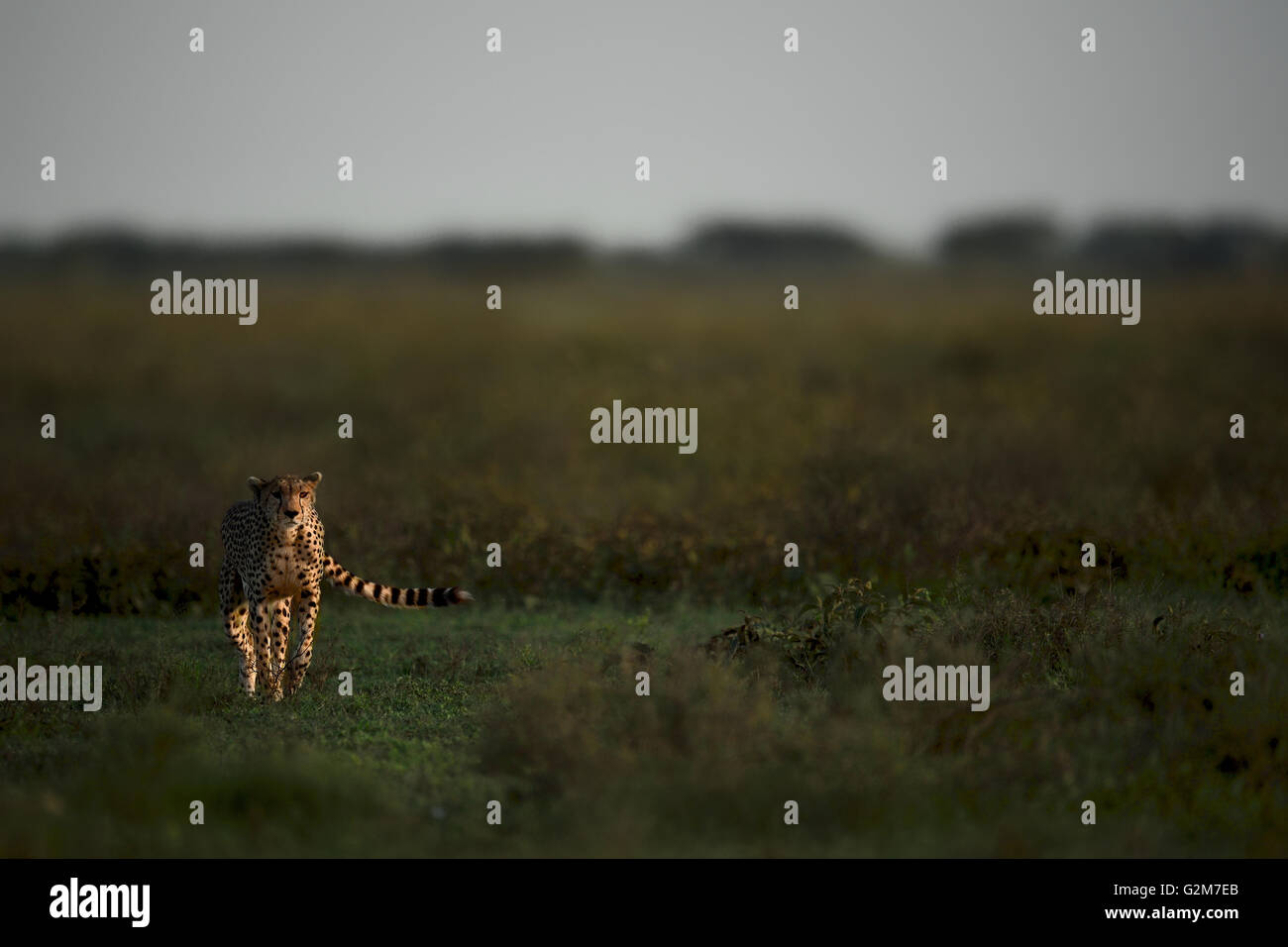 CHEETAH AND LIGHT ! Stock Photo - Alamy