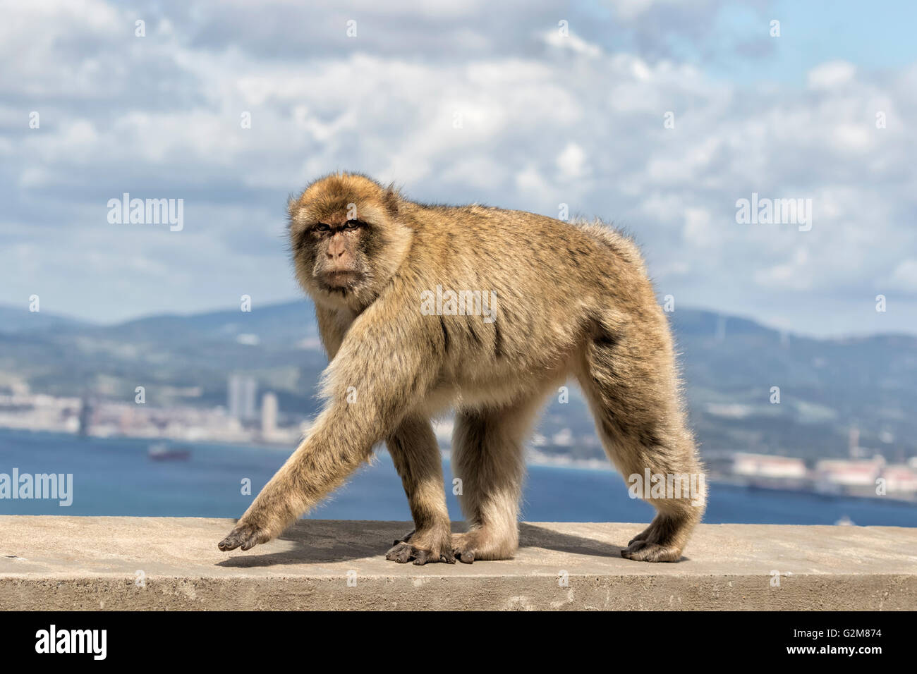 Barbary walk hi-res stock photography and images - Alamy