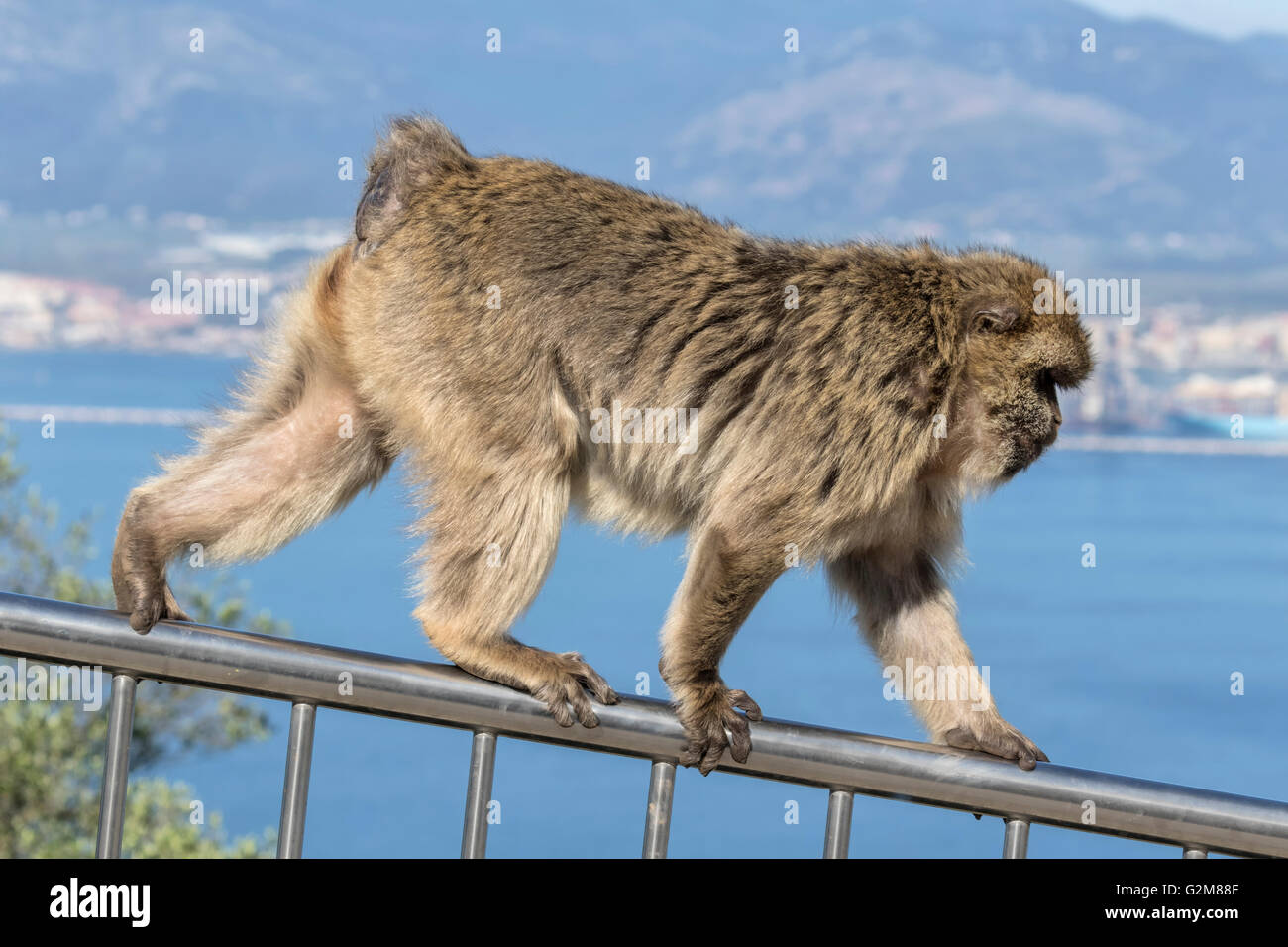 Barbary walk hi-res stock photography and images - Alamy