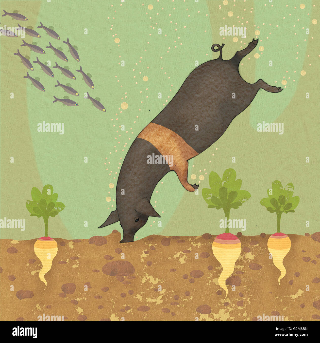 Black pig diving in water Stock Photo - Alamy