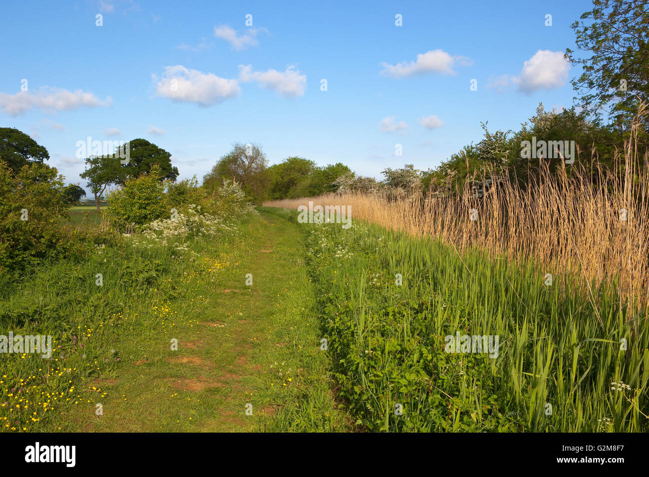 A scenic grassy canal footpath with wildflowers reed beds and trees ...