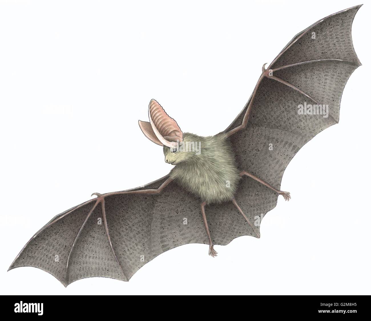 Bat on white background Stock Photo - Alamy