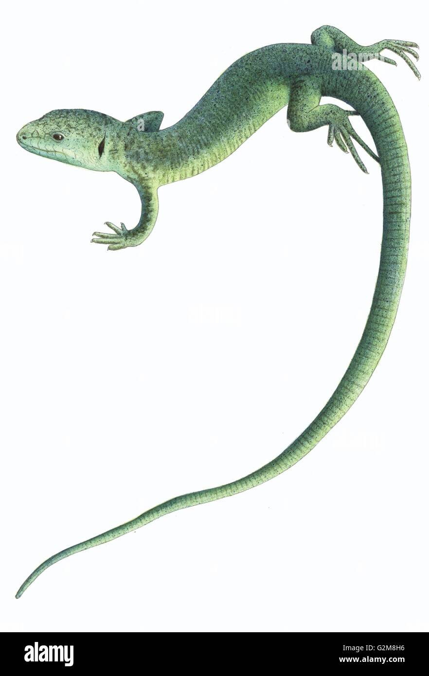 Lizard on white background Stock Photo - Alamy