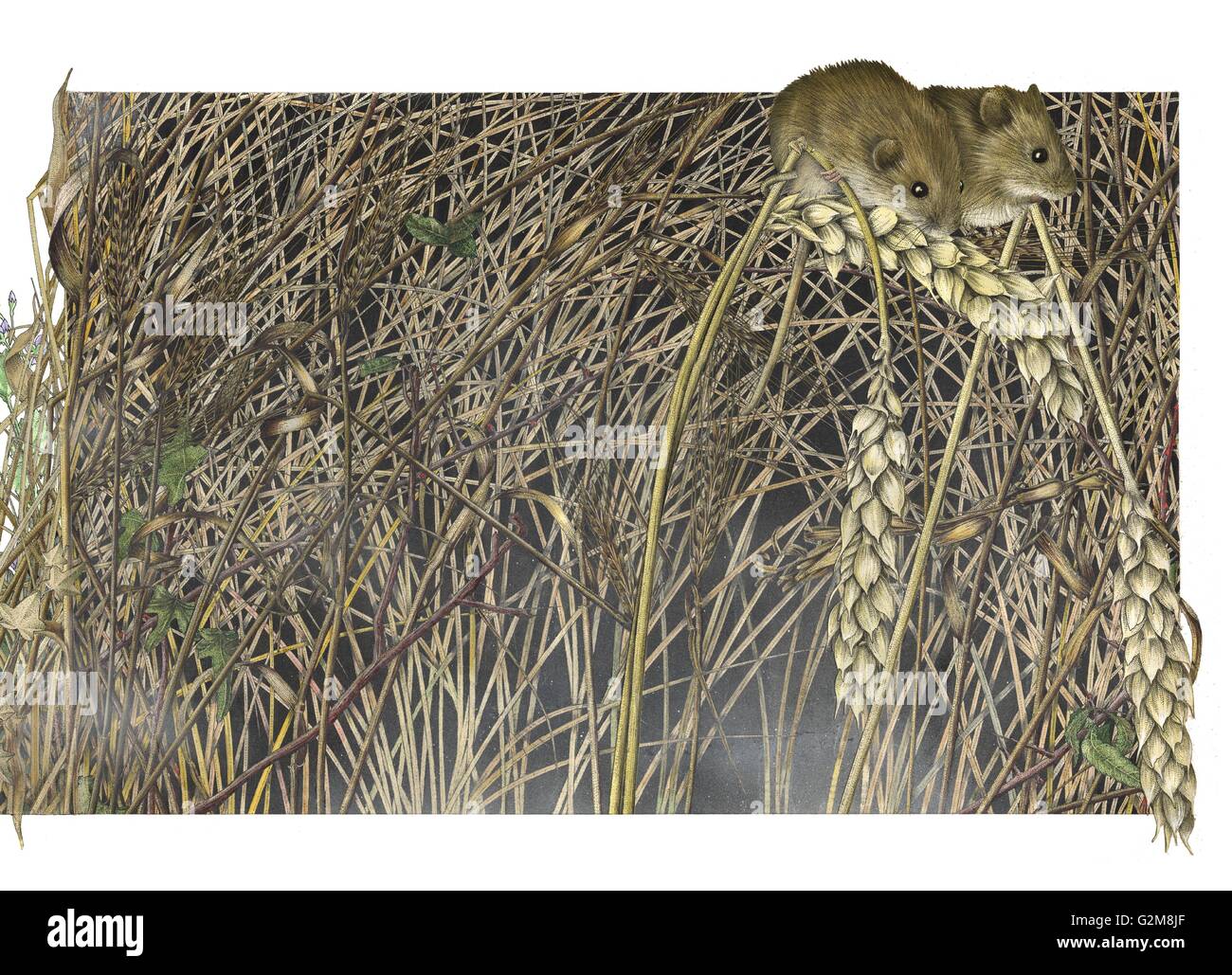 Two mice hi-res stock photography and images - Alamy