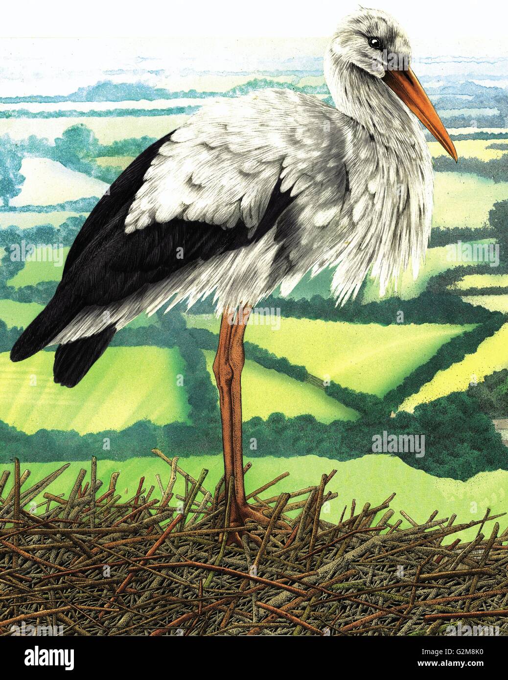 Stork illustration hi-res stock photography and images - Alamy