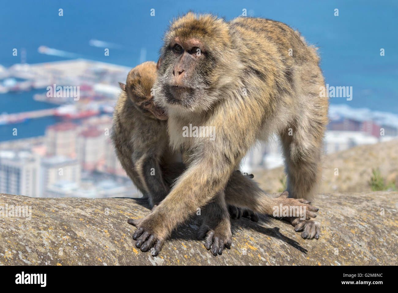 Barbary walk hi-res stock photography and images - Alamy