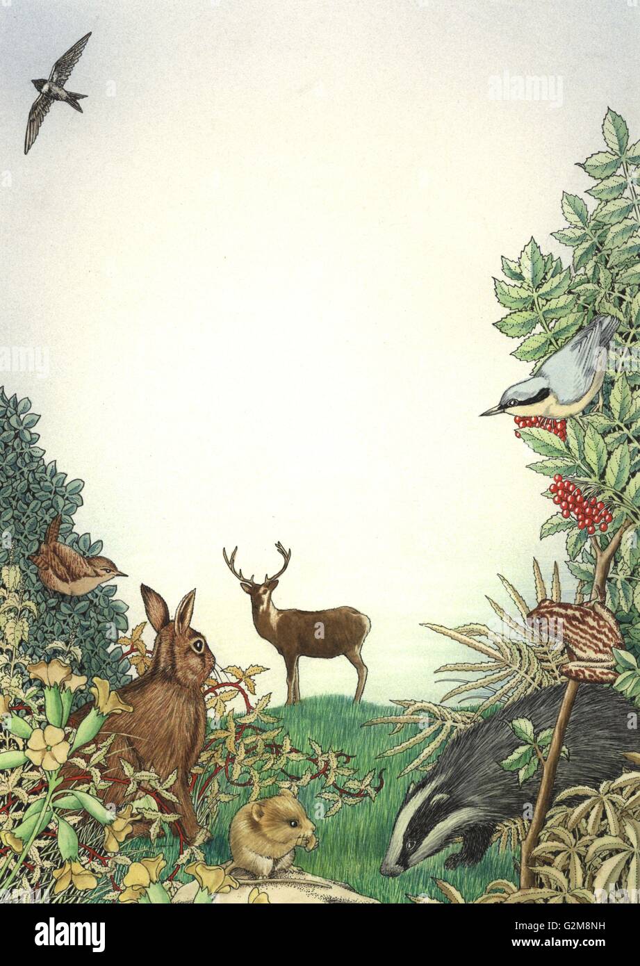 Group of wild rabbits hi-res stock photography and images - Alamy