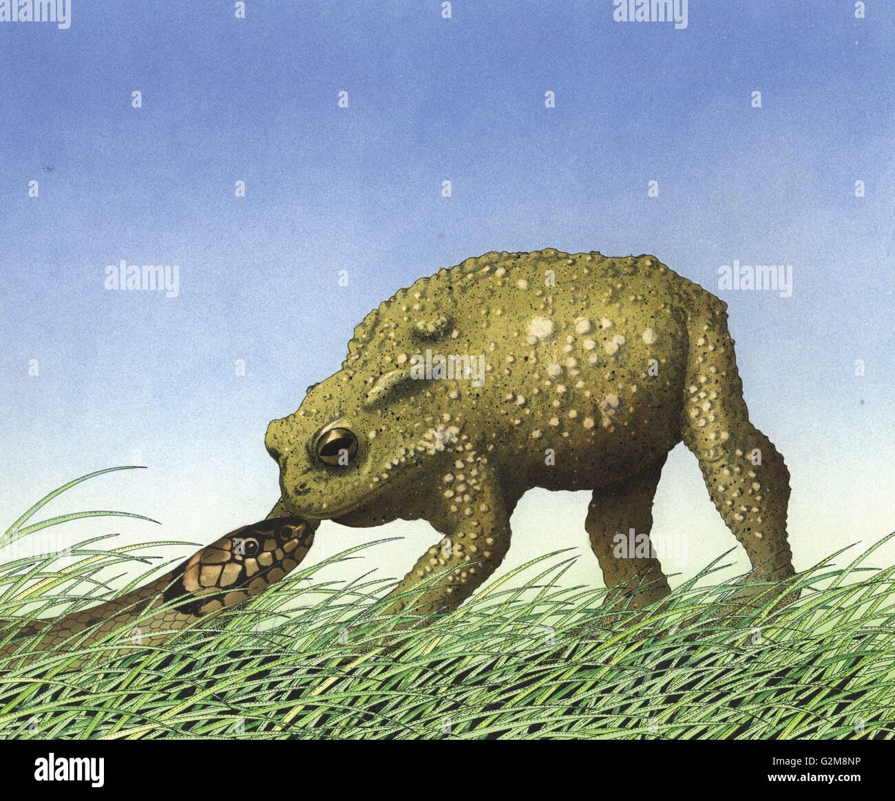 Snake in grass hi-res stock photography and images - Alamy