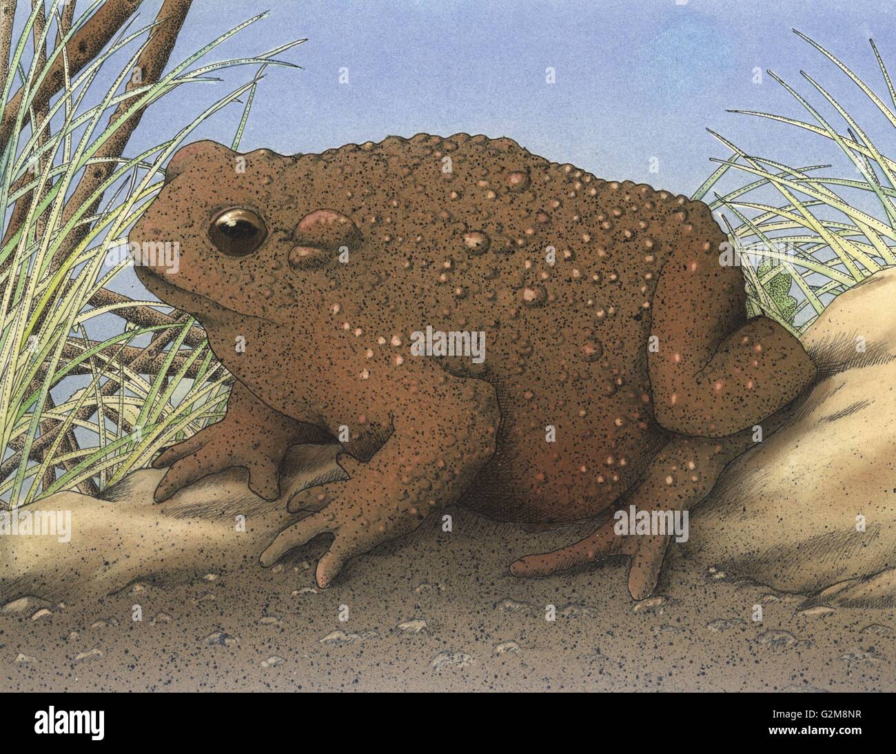 Toad from the side hi-res stock photography and images - Alamy