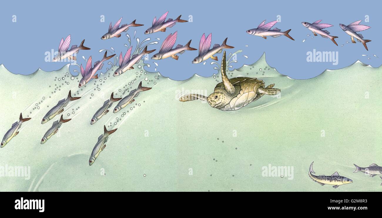 Sea animals illustration hi-res stock photography and images - Alamy