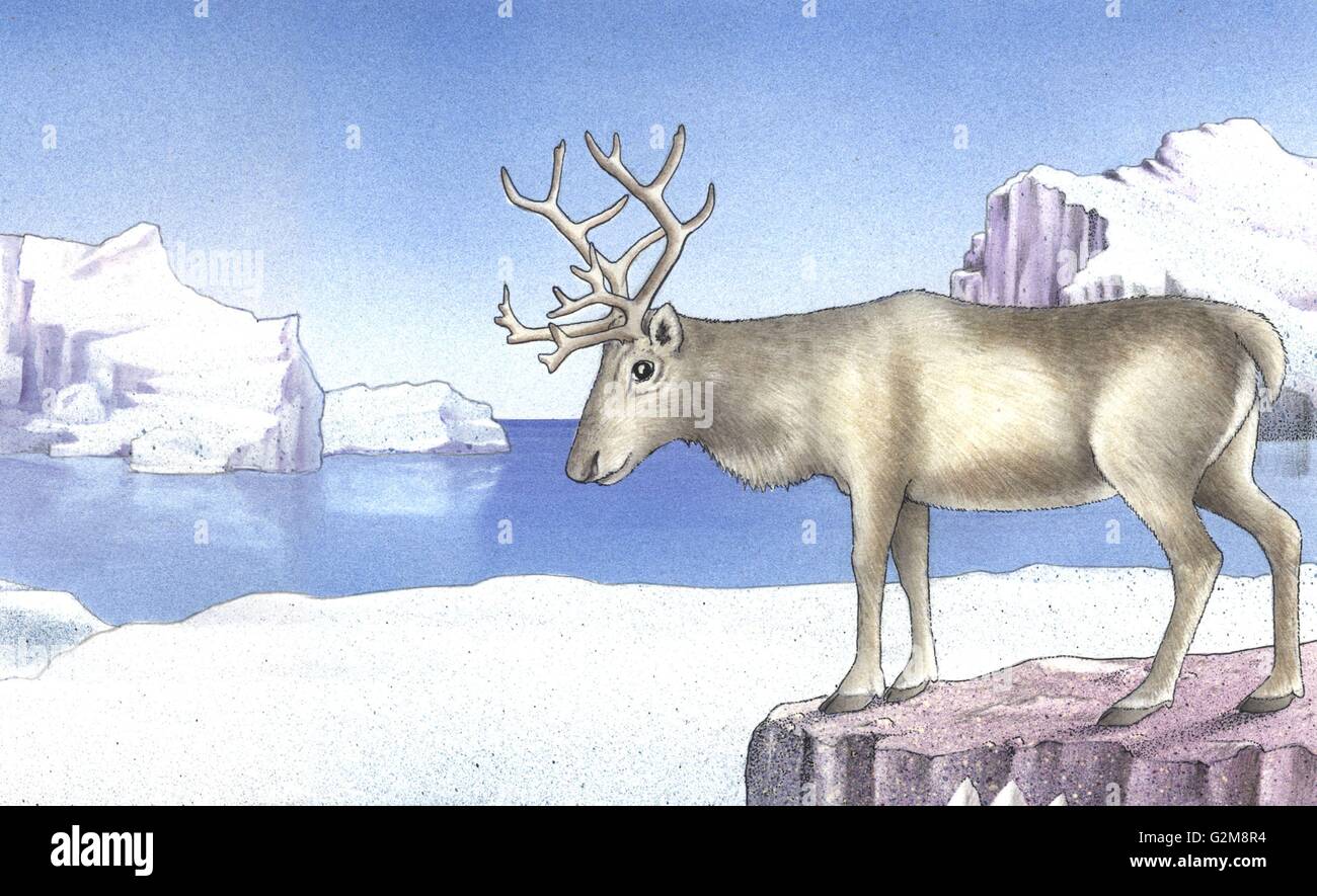 Snow animals illustrations hi-res stock photography and images - Alamy