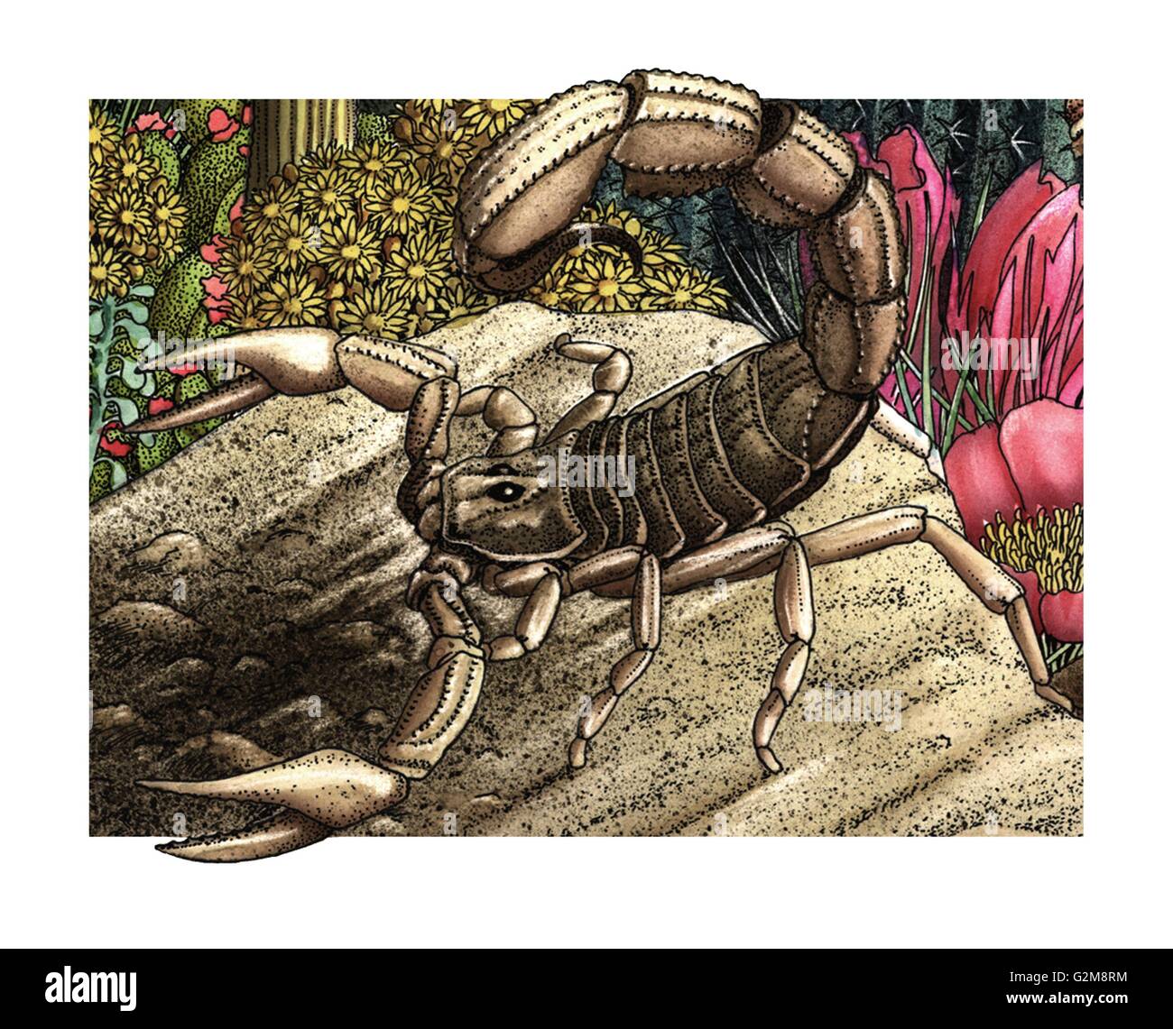 Side-view of scorpion in desert Stock Photo - Alamy