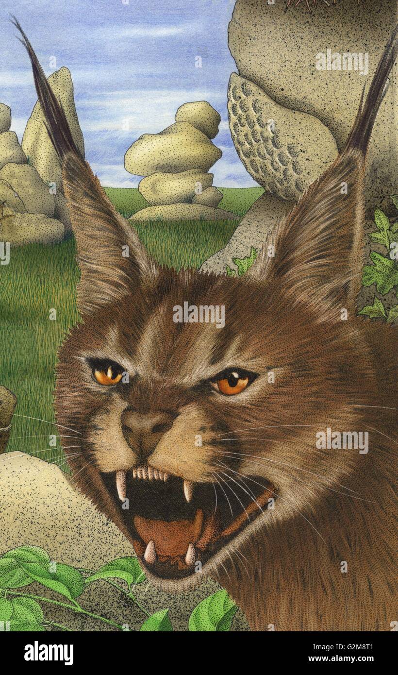 Hissing caracal hi-res stock photography and images - Alamy