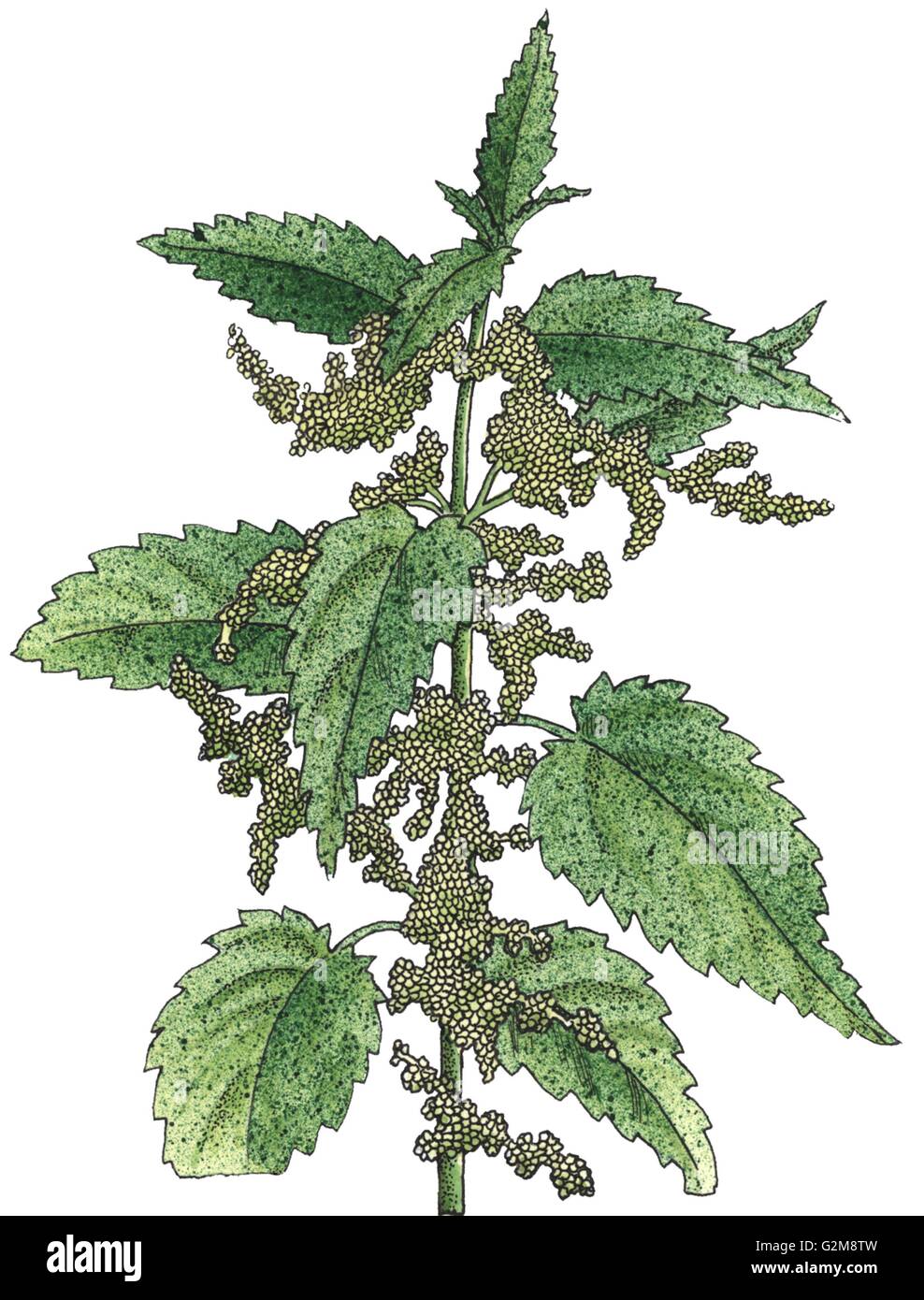 Stinging nettle illustration hi-res stock photography and images - Alamy