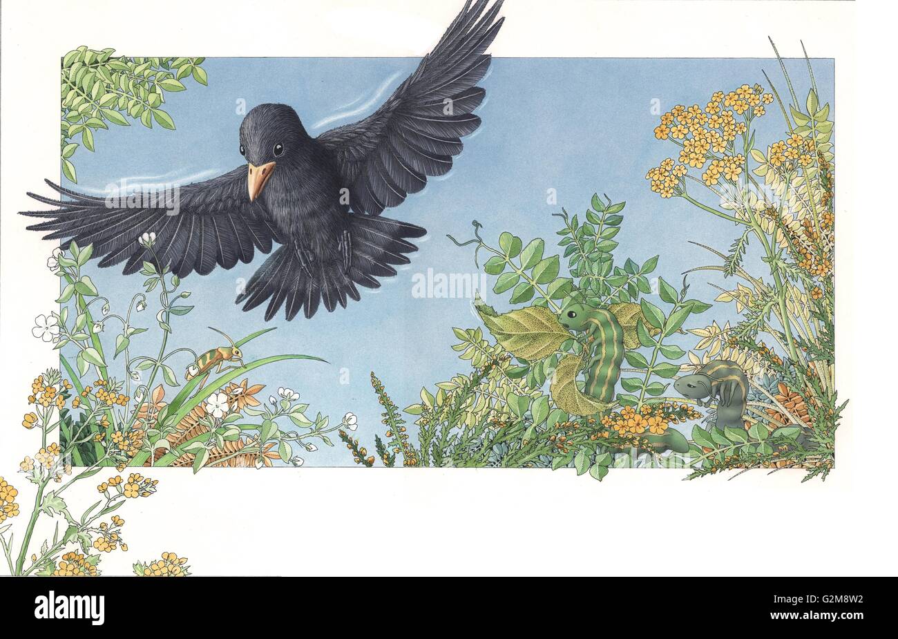 Hunting drawings hi-res stock photography and images - Alamy