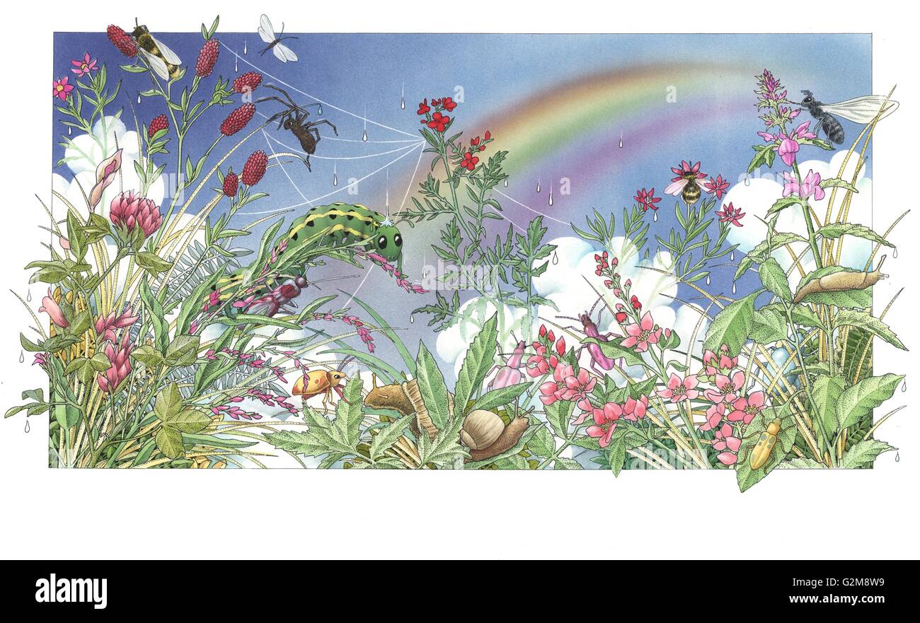 Meadow for insects Cut Out Stock Images & Pictures - Alamy