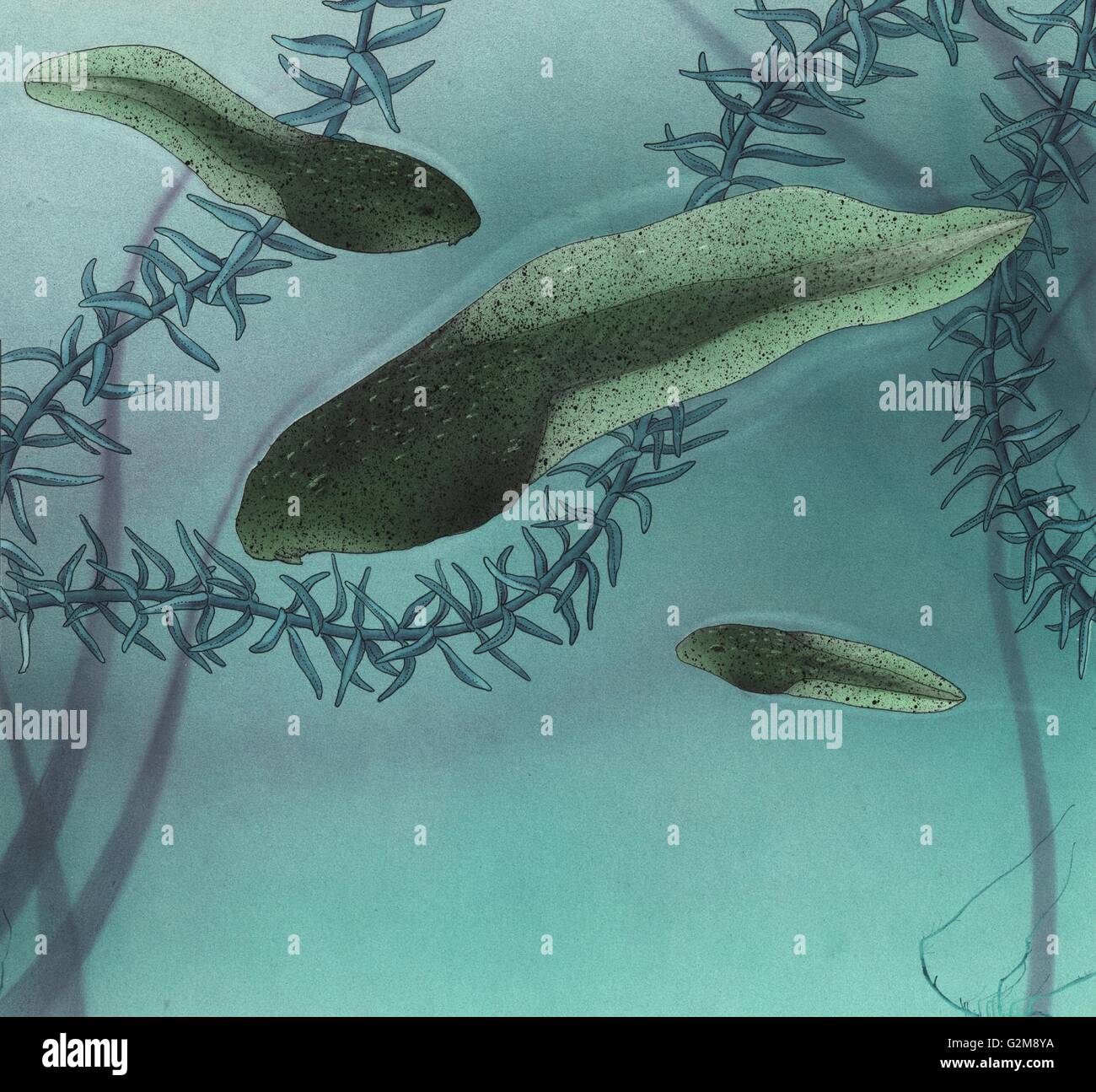 Underwater seaweed images hi-res stock photography and images - Alamy