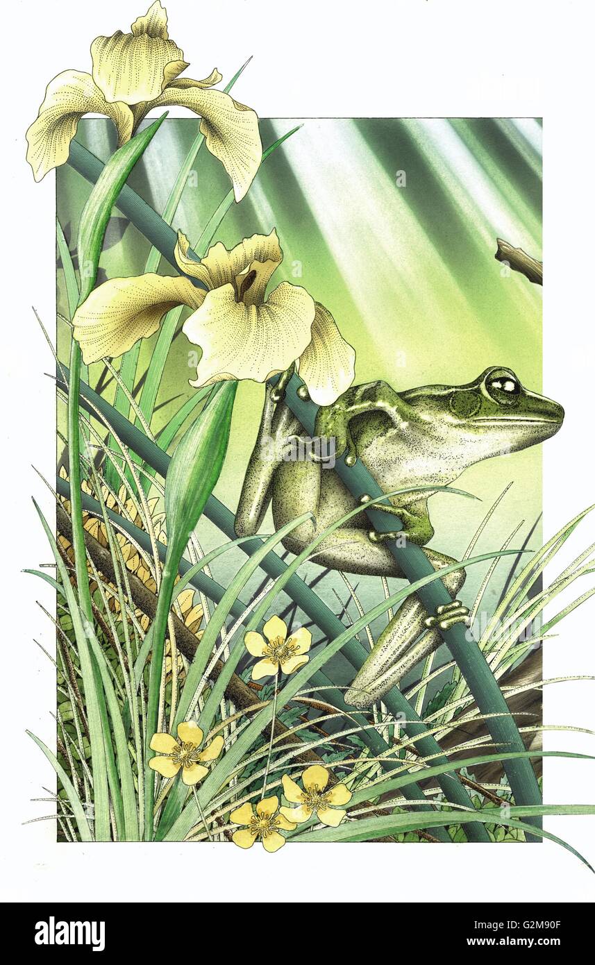 Frog on twig Stock Photo - Alamy